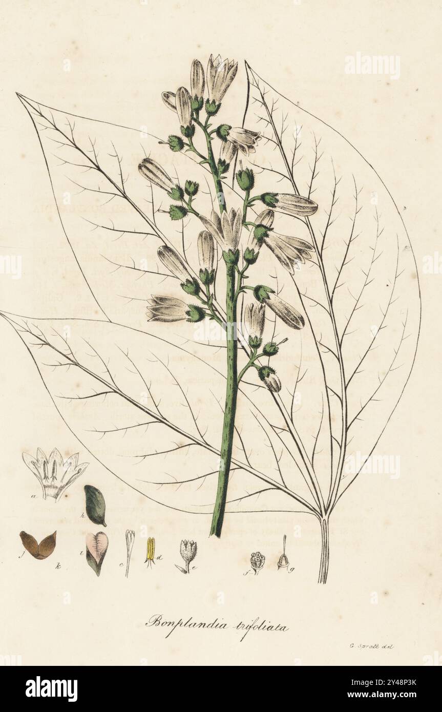 Galipea cusparia hi-res stock photography and images - Alamy