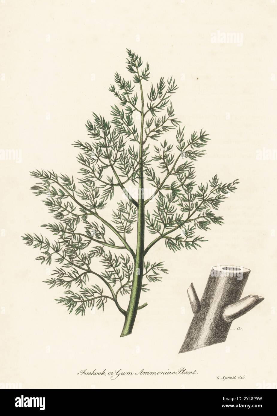 Heracleum gummiferum hi-res stock photography and images - Alamy