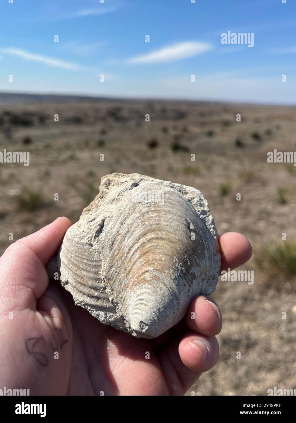 Clam fossils hi-res stock photography and images - Alamy