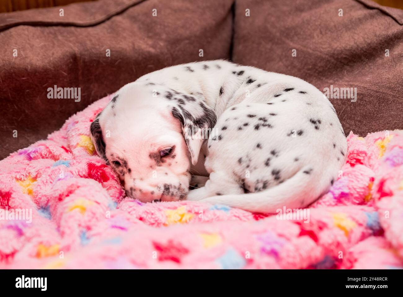 Canine habits hi-res stock photography and images - Alamy