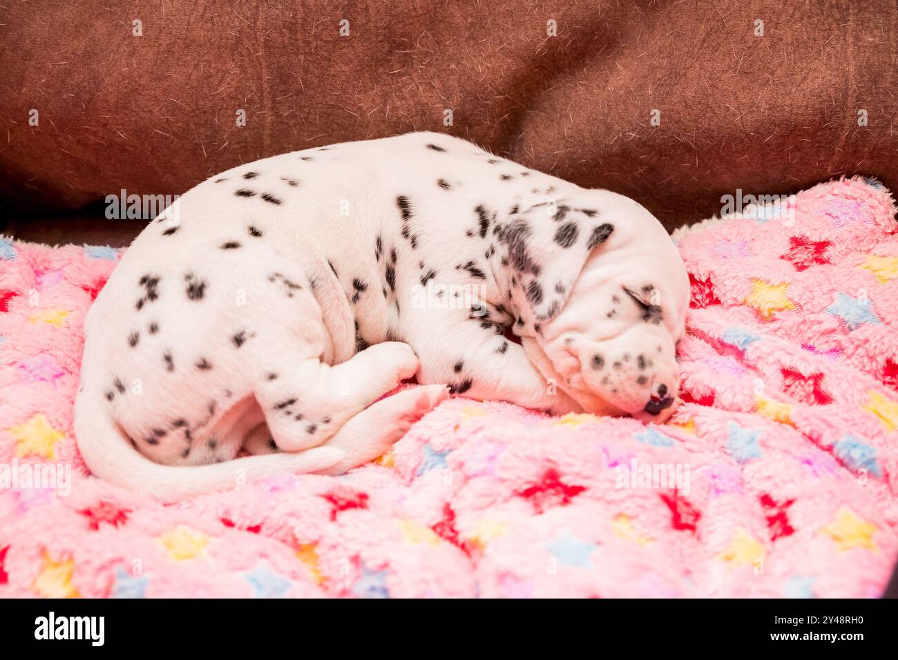 Dalmatian puppy newborn hi-res stock photography and images - Alamy