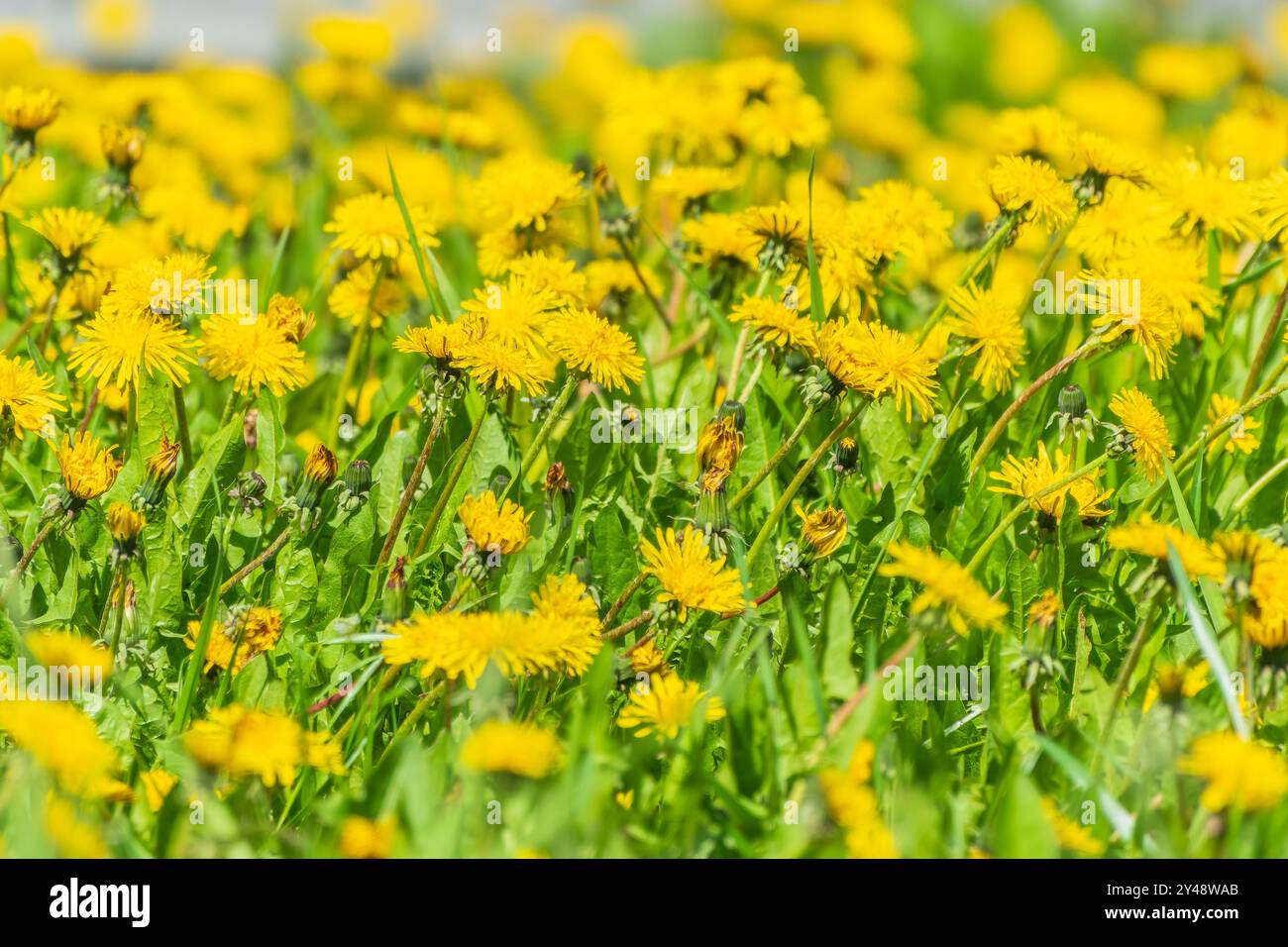 Field of yellow dandelions. Summer field of dandelions. Taraxacum ...
