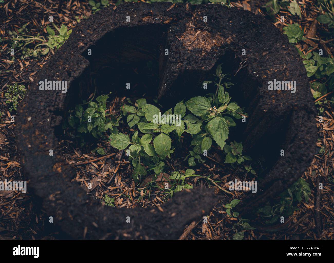 Lush Green Leaves Growing Inside a Weathered Tree Trunk Stock Photo - Alamy