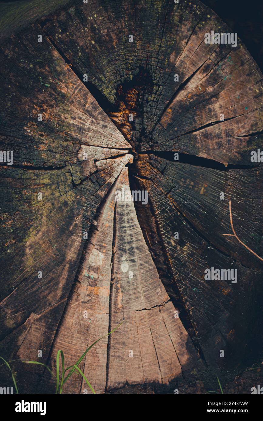 Cross section of a tree trunk and stump hi-res stock photography and ...