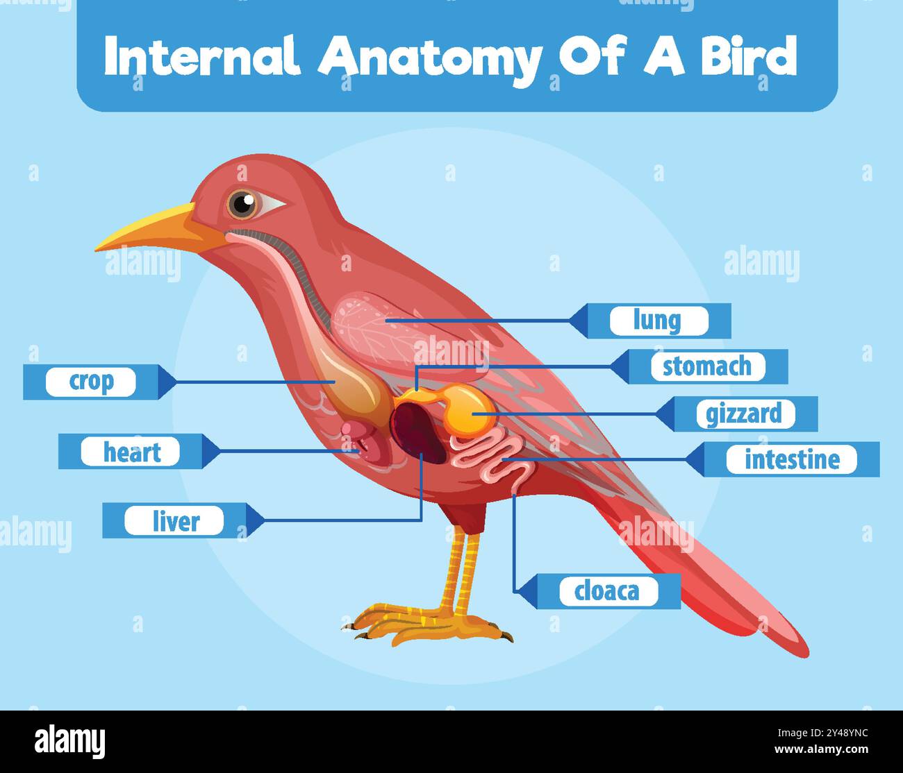 Bird Internal Anatomy