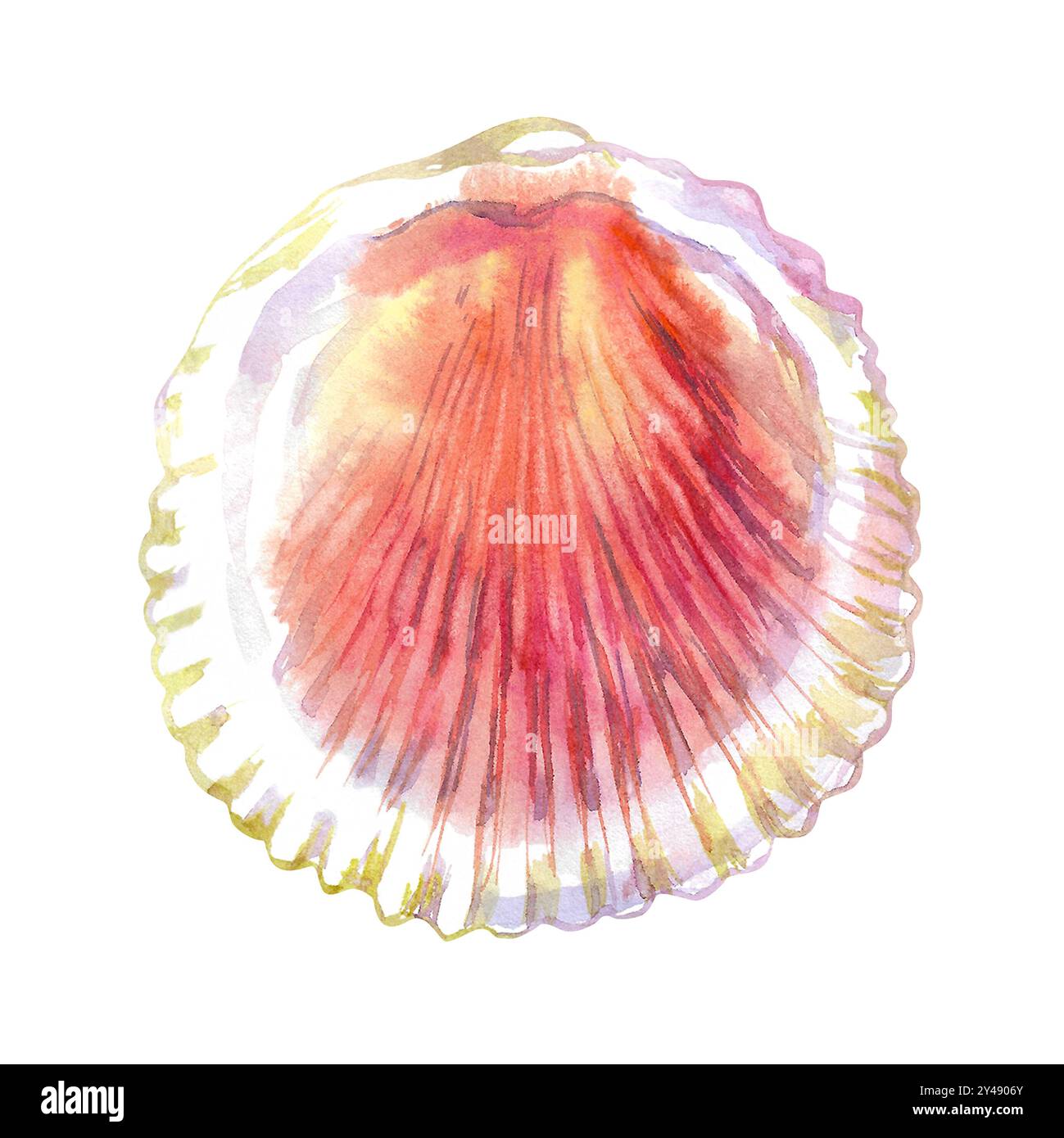 Scallop, bivalve marine mollusk, grooved shell in watercolor. Red ...