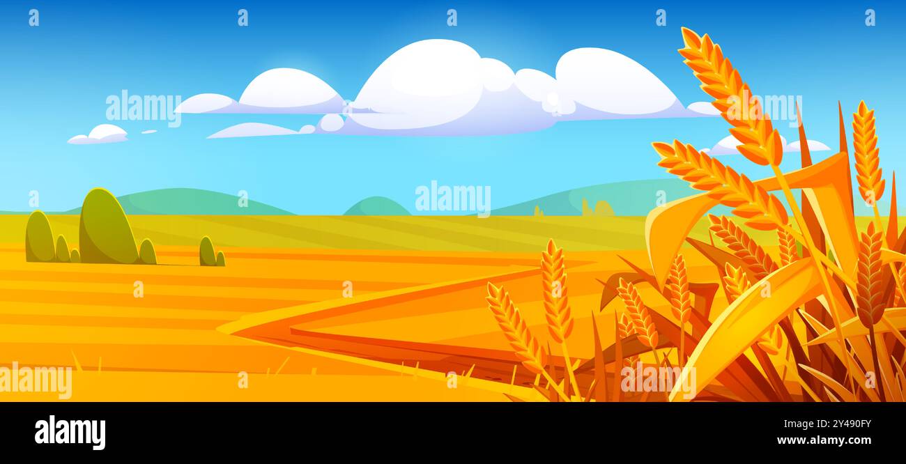 Agriculture field with wheat ears, path road, hills and blue sunny sky ...