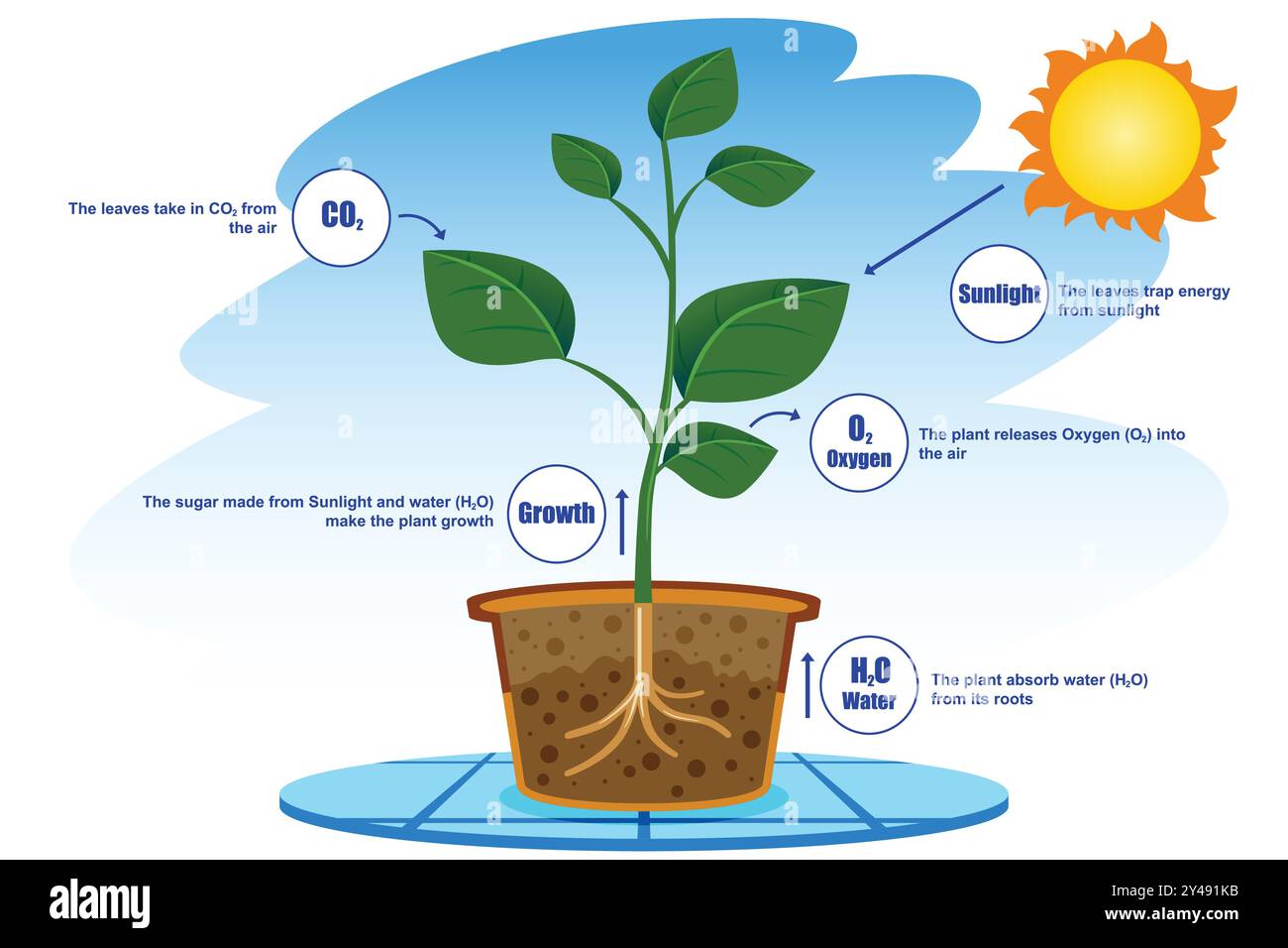 A vector illustration of Photosynthesis Process Infographics Stock Vector Image & Art - Alamy