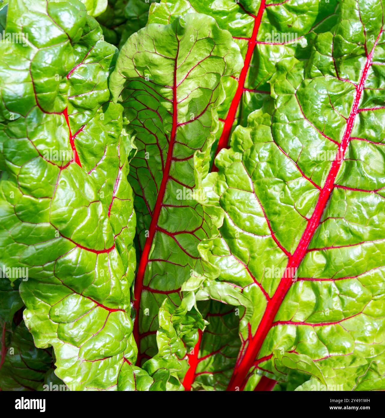 Chard seedling hi-res stock photography and images - Alamy