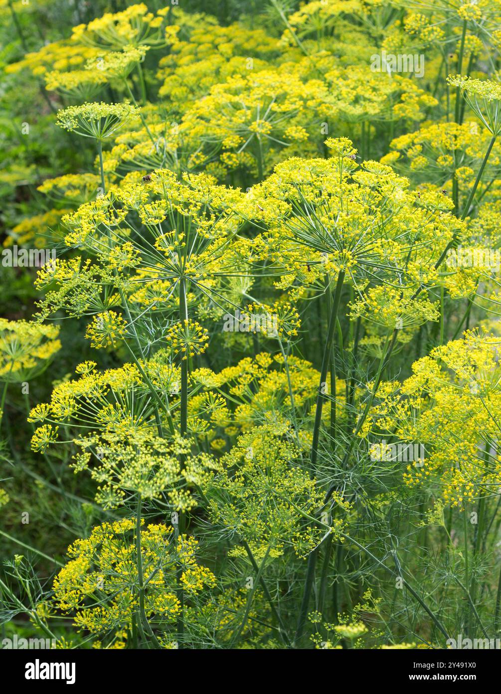 Flowering dill in the garden. Rural landscape. Plant background Stock ...