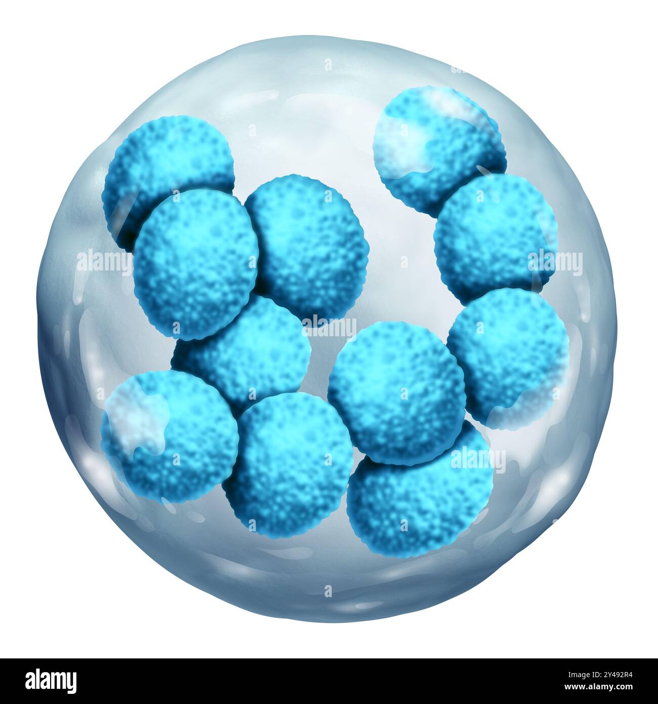 Human white blood cell nucleus Cut Out Stock Images & Pictures - Alamy