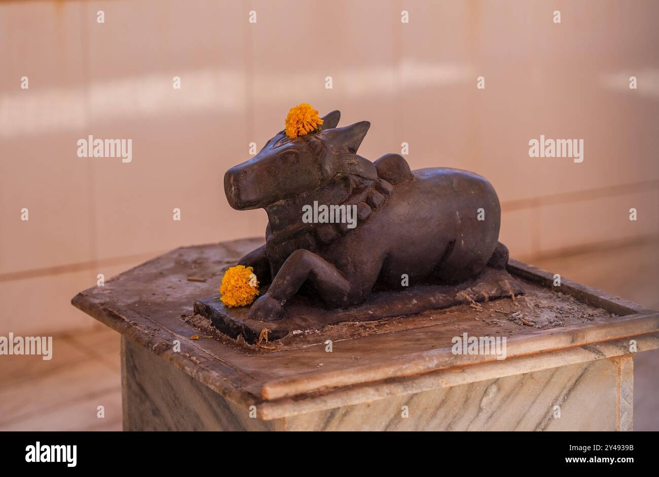 GOA, India - February 20, 2024: Statue of a holy cow in a Hindu temple ...