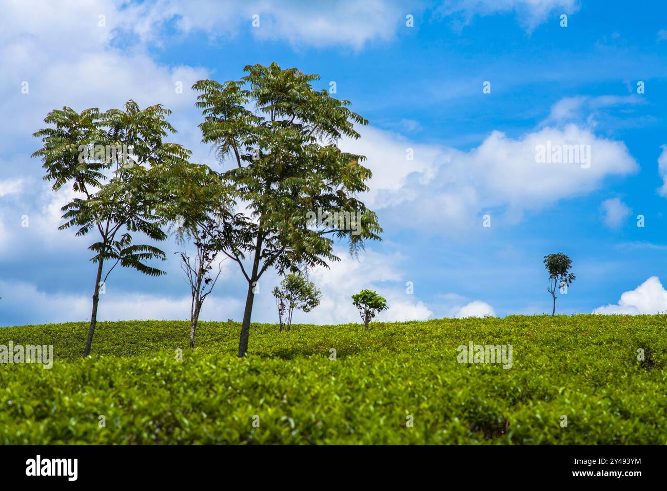 Landscape with green field and trees Stock Photo - Alamy