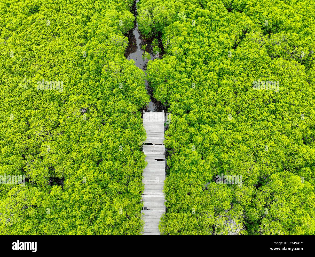 Aerial view lush green mangrove forest. Wooden bridges for natural ...