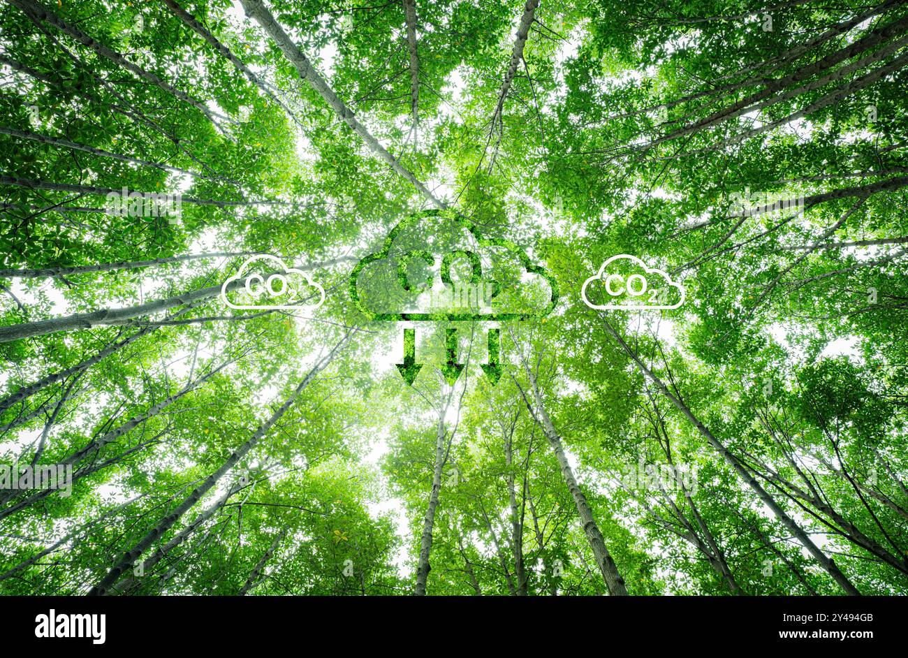 Natural carbon capture solution. Green trees in forest as carbon sink. Sustainable ecosystems ...