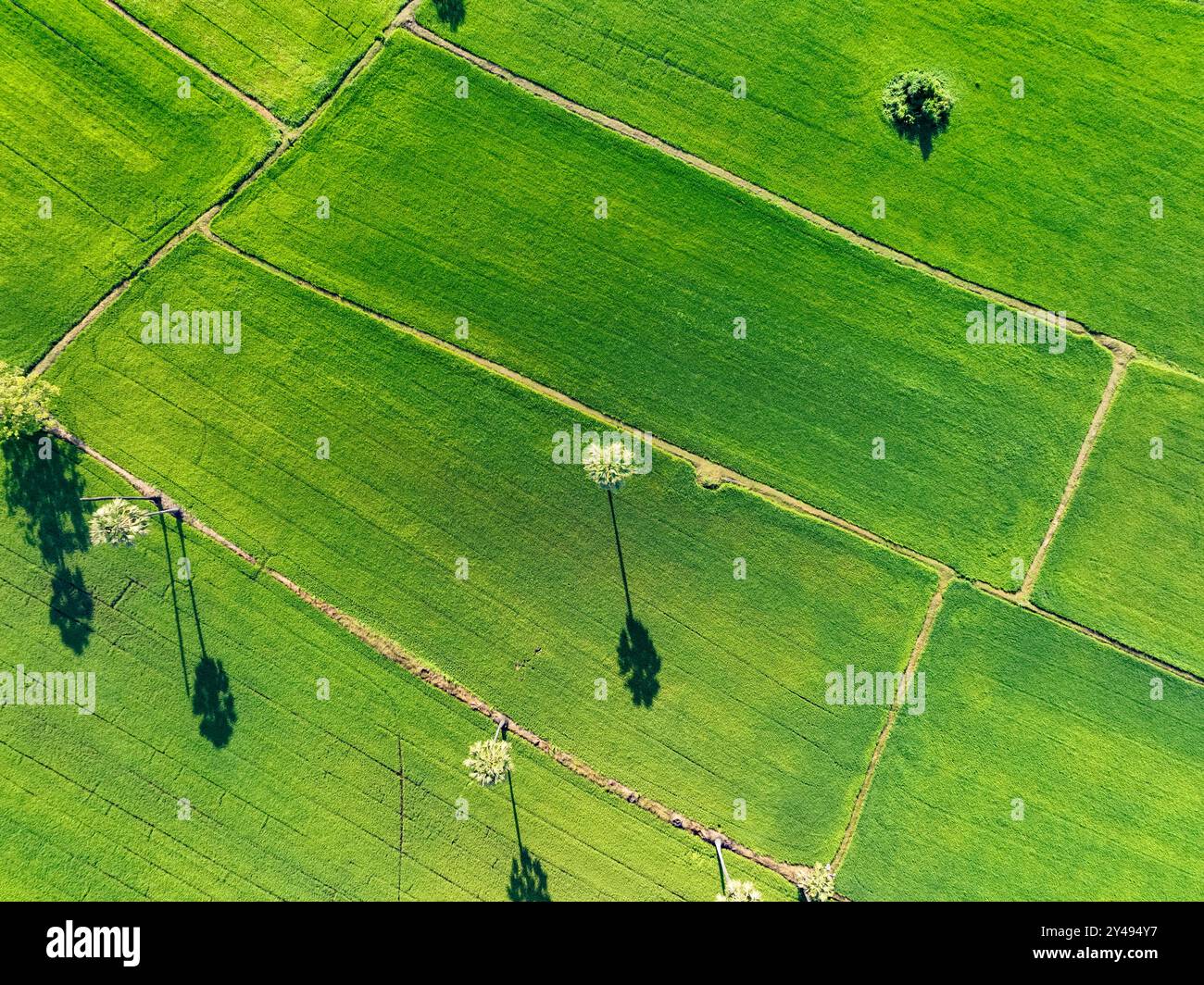 Aerial view of lush green rice field with sugar palm trees. Sustainable ...
