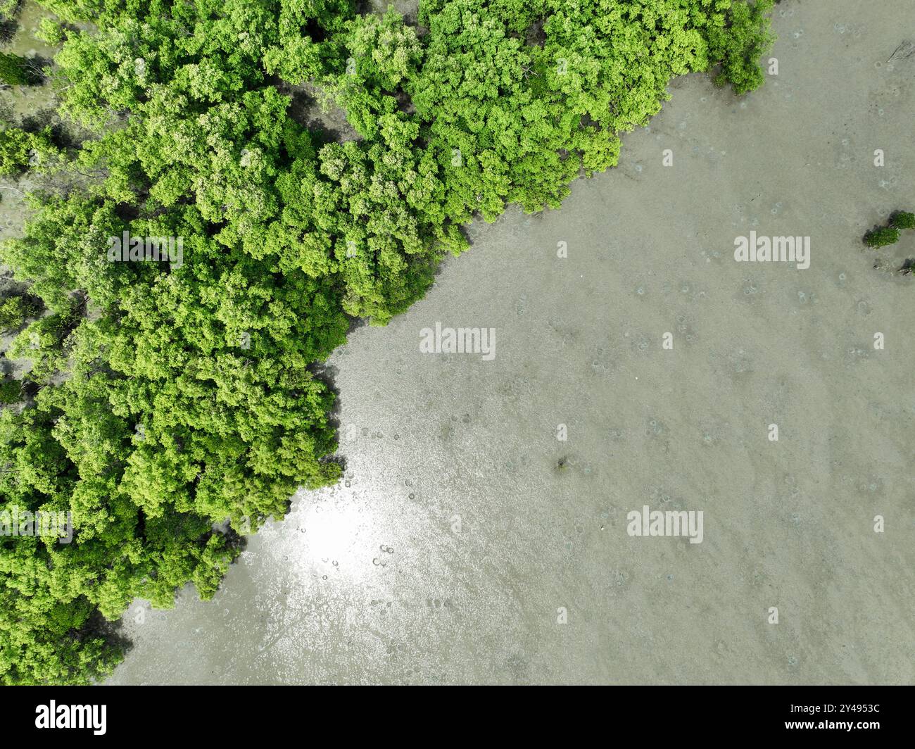 Aerial top view of green mangrove forest. Mangrove ecosystem. Natural ...
