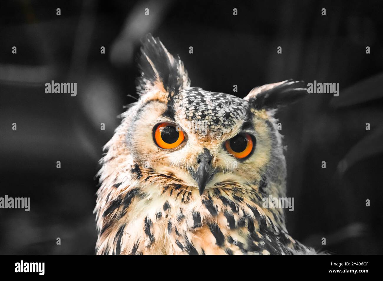 Portrait of an eagle owl. Animal in close-up. Bubo bubo. Bird with ...