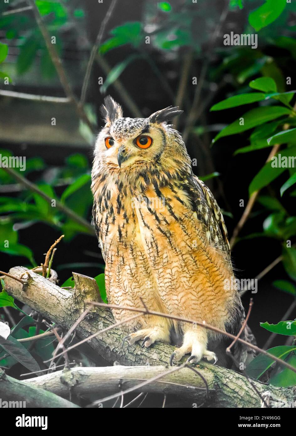 Portrait of an eagle owl. Animal in close-up. Bubo bubo. Bird with ...
