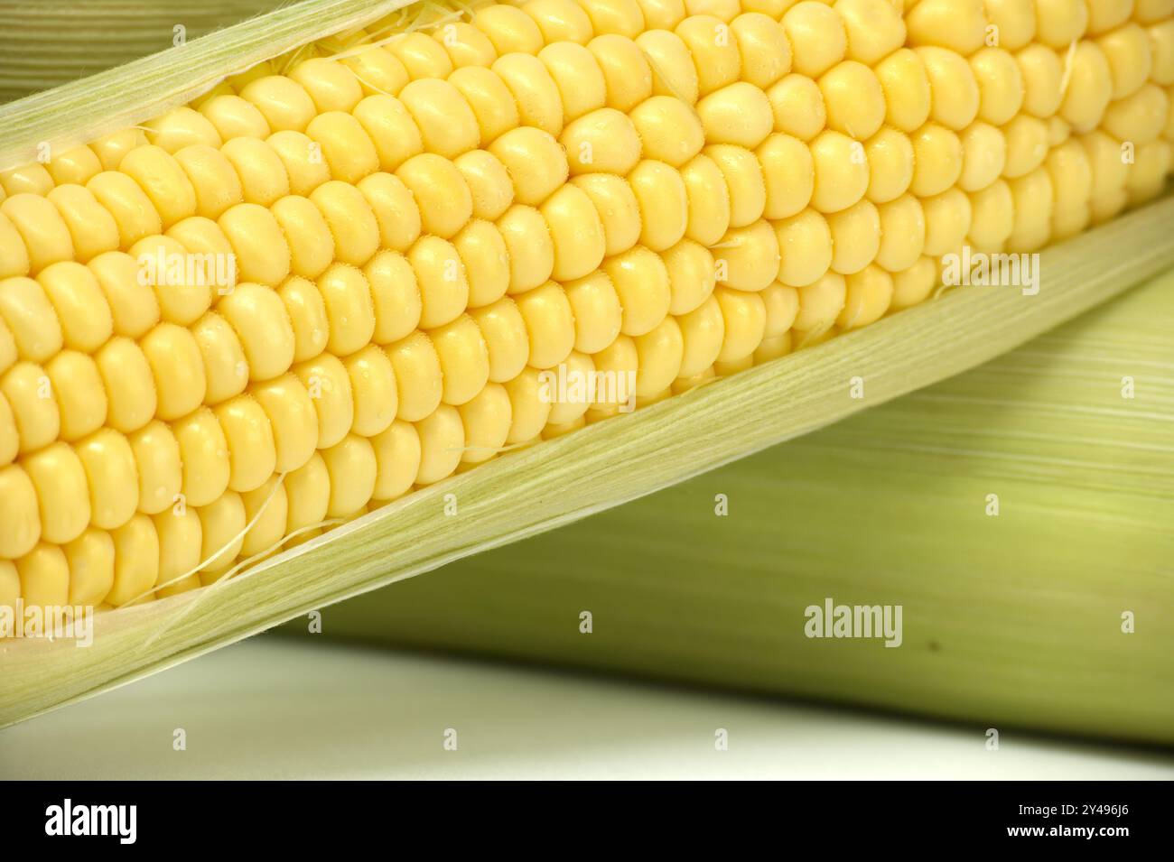 Vibrant close-up photo of fresh corn on the cob with green husks ...