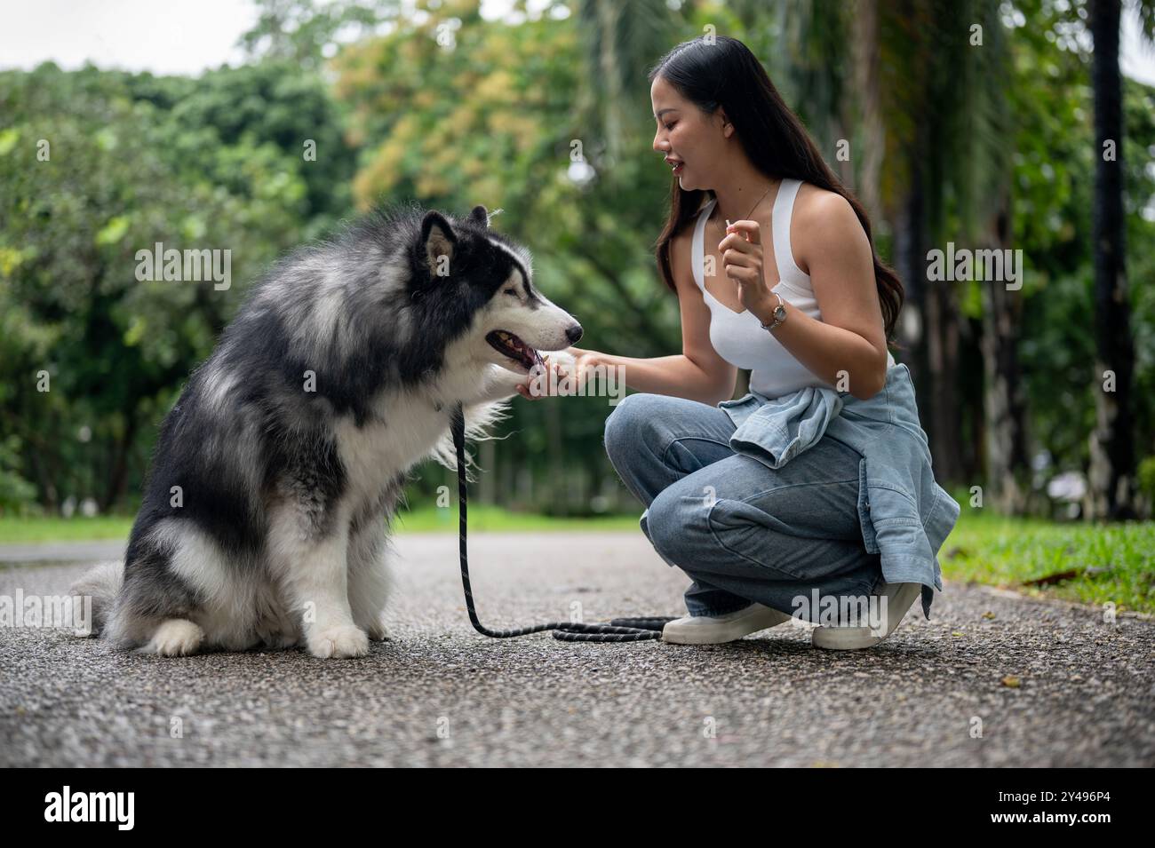 A smart and cute Siberian husky giving a handshake with the owner ...