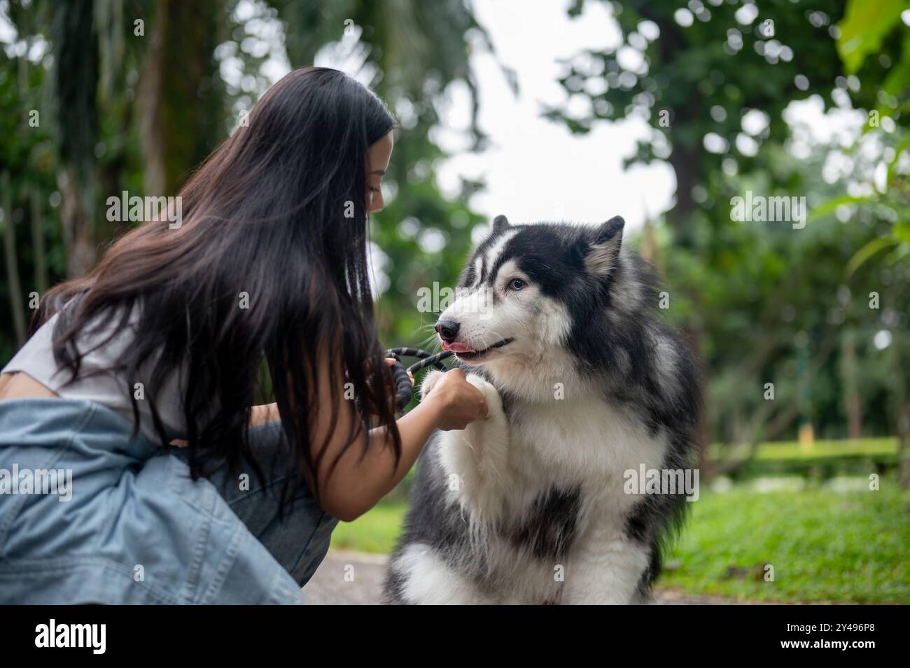 An Asian female dog owner training her dog while giving him a walk in a ...