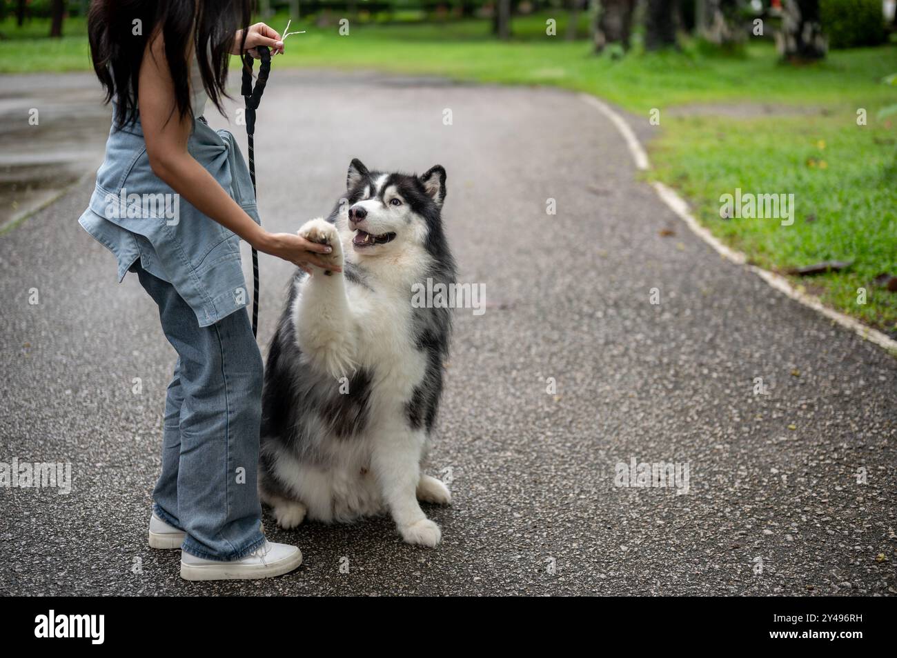 An Asian female dog owner training her dog while giving him a walk in a ...