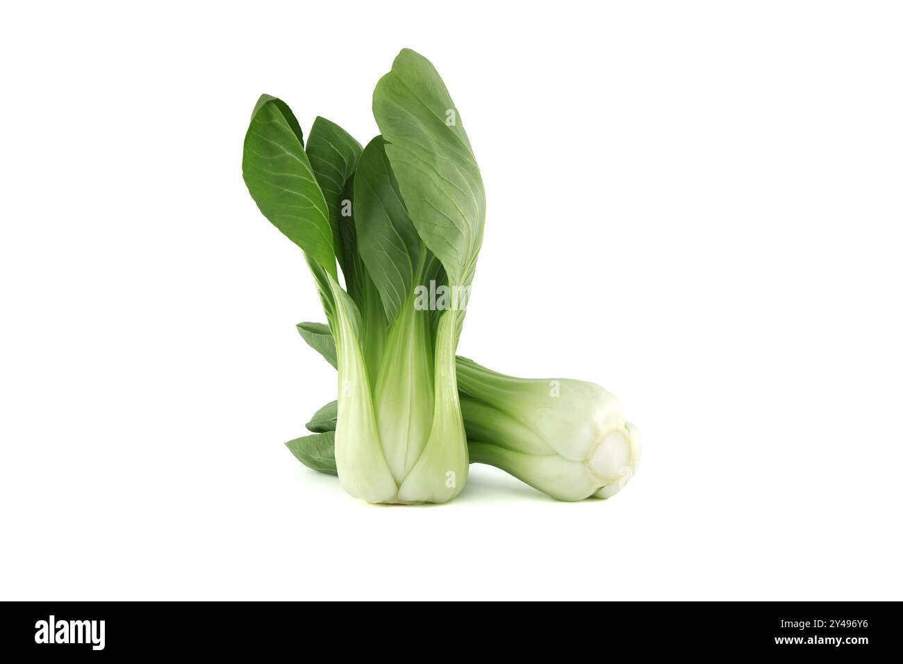 Pak choi, also known as bok choi or pok choi type of Chinese cabbage ...