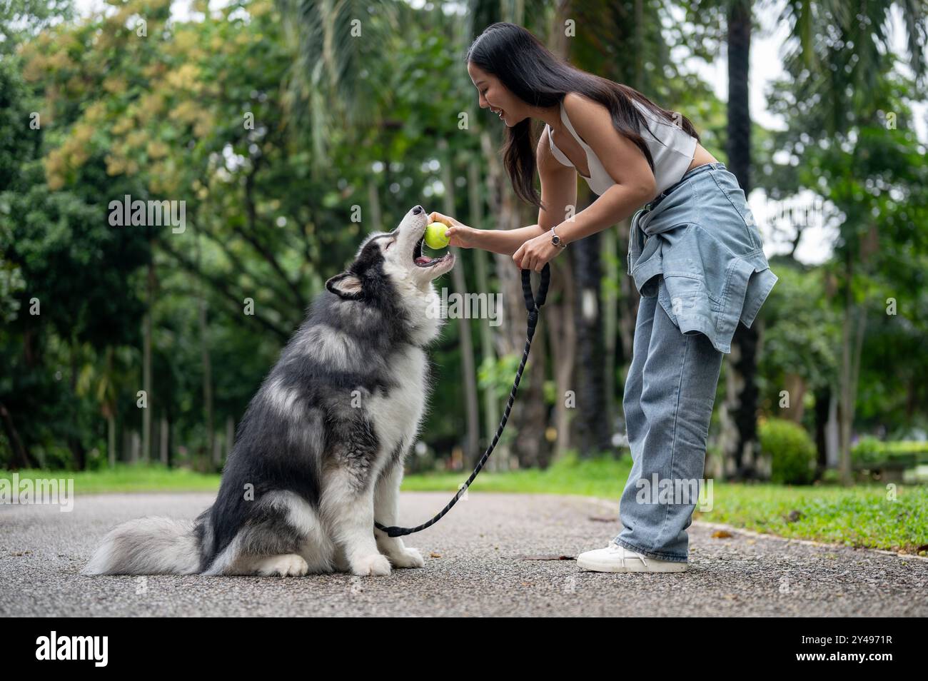 A happy Asian female dog owner is giving a tennis ball to her dog ...