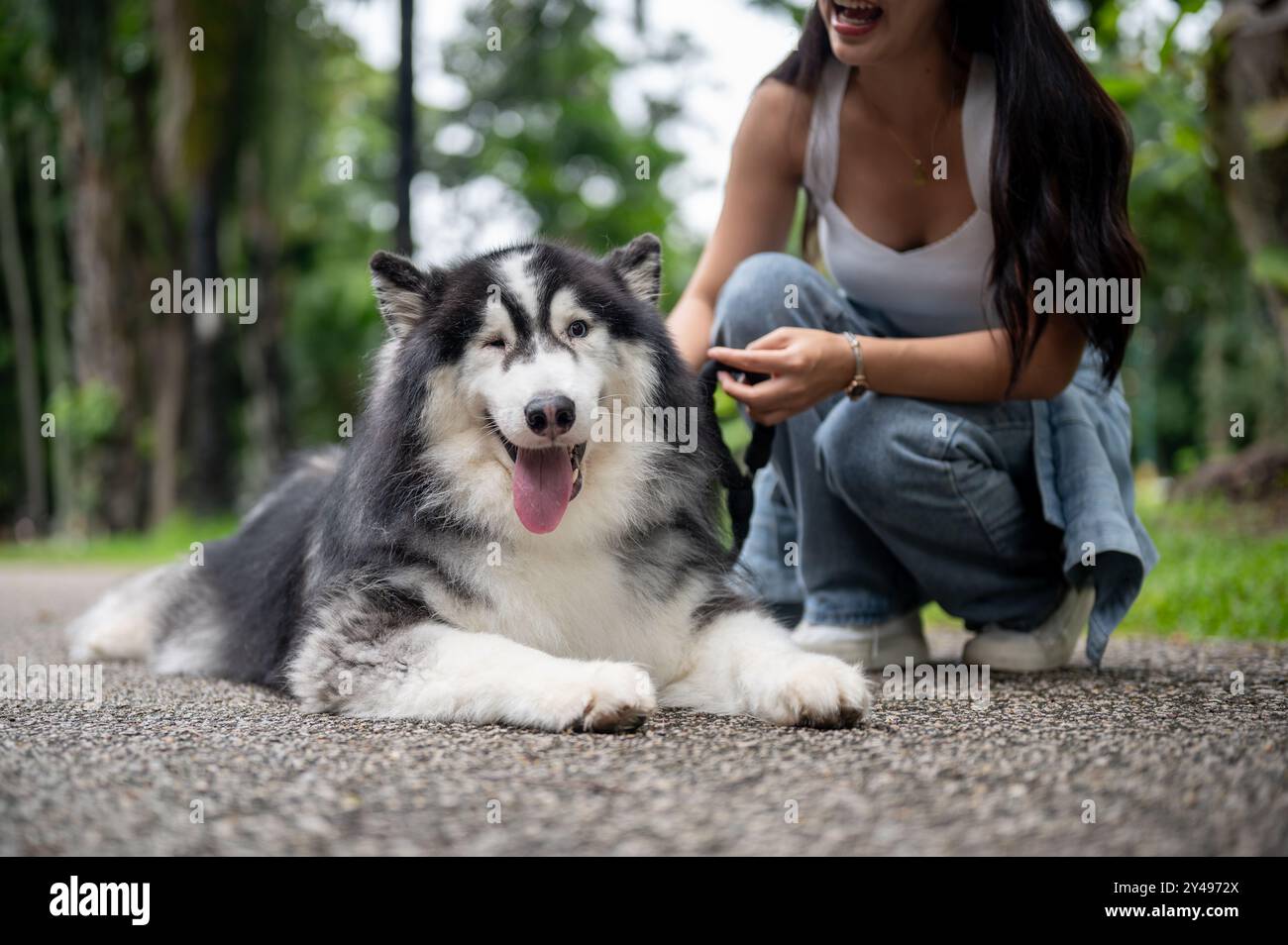 A beautiful, happy Siberian husky dog is smiling at the camera, sitting ...