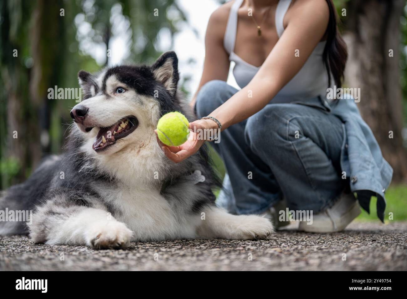 A beautiful, playful Siberian husky dog lying on the street and playing ...