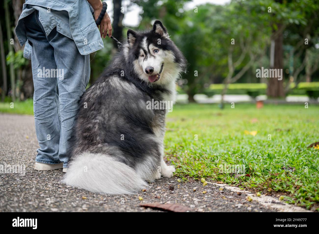 A beautiful, fluffy Siberian husky dog on a leash is sitting beside its ...