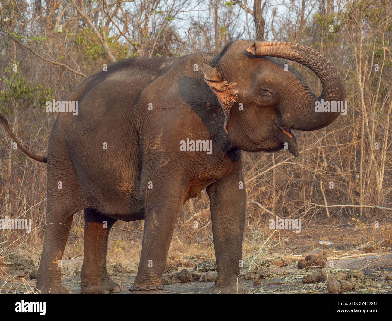 LAOS, CHAMPASAK PROVINCE, CHAMPASAK, BOLOVEN PLATEAU, ELEPHANT OF THE ...