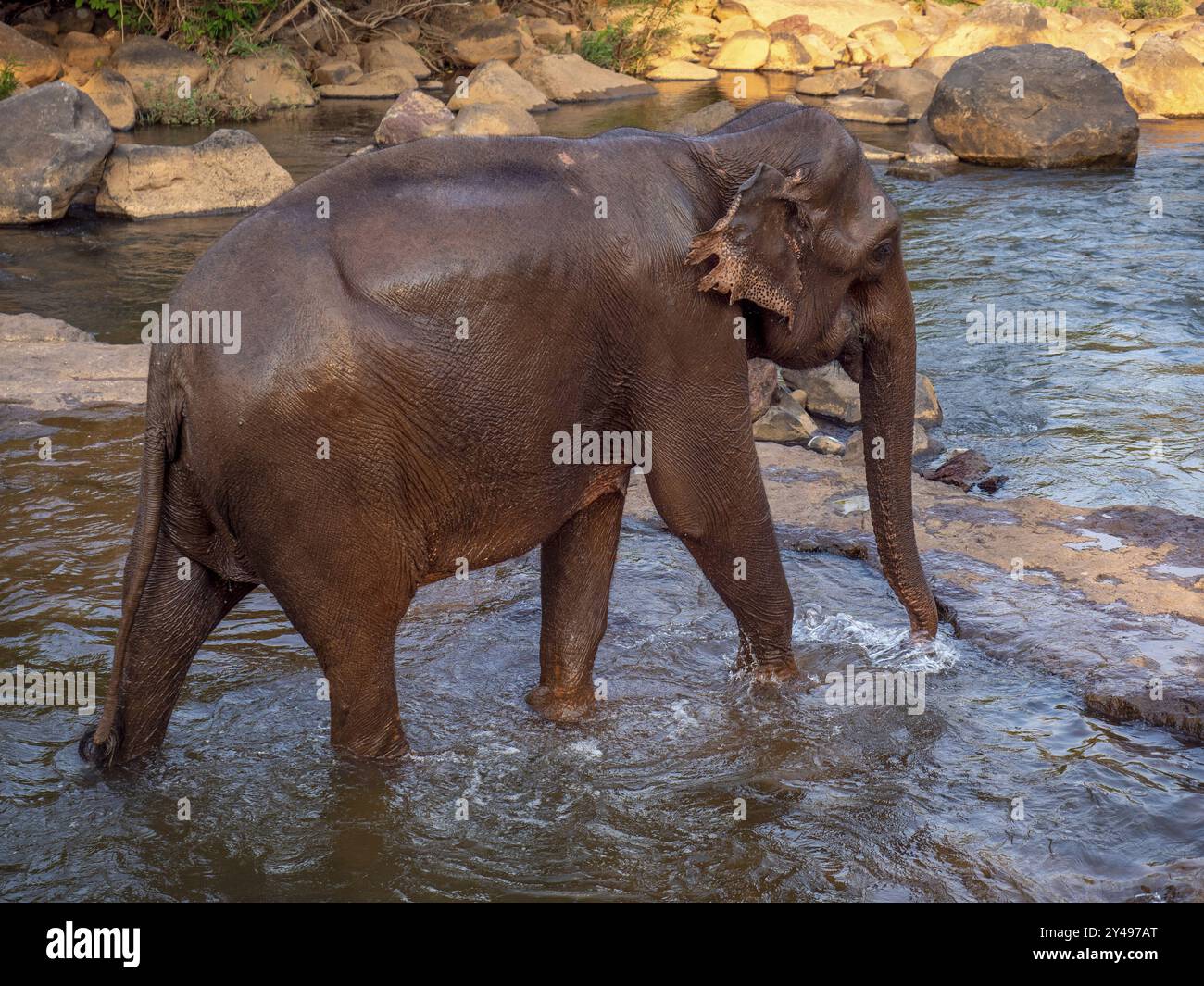 LAOS, CHAMPASAK PROVINCE, CHAMPASAK, BOLOVEN PLATEAU, ELEPHANT OF THE ...