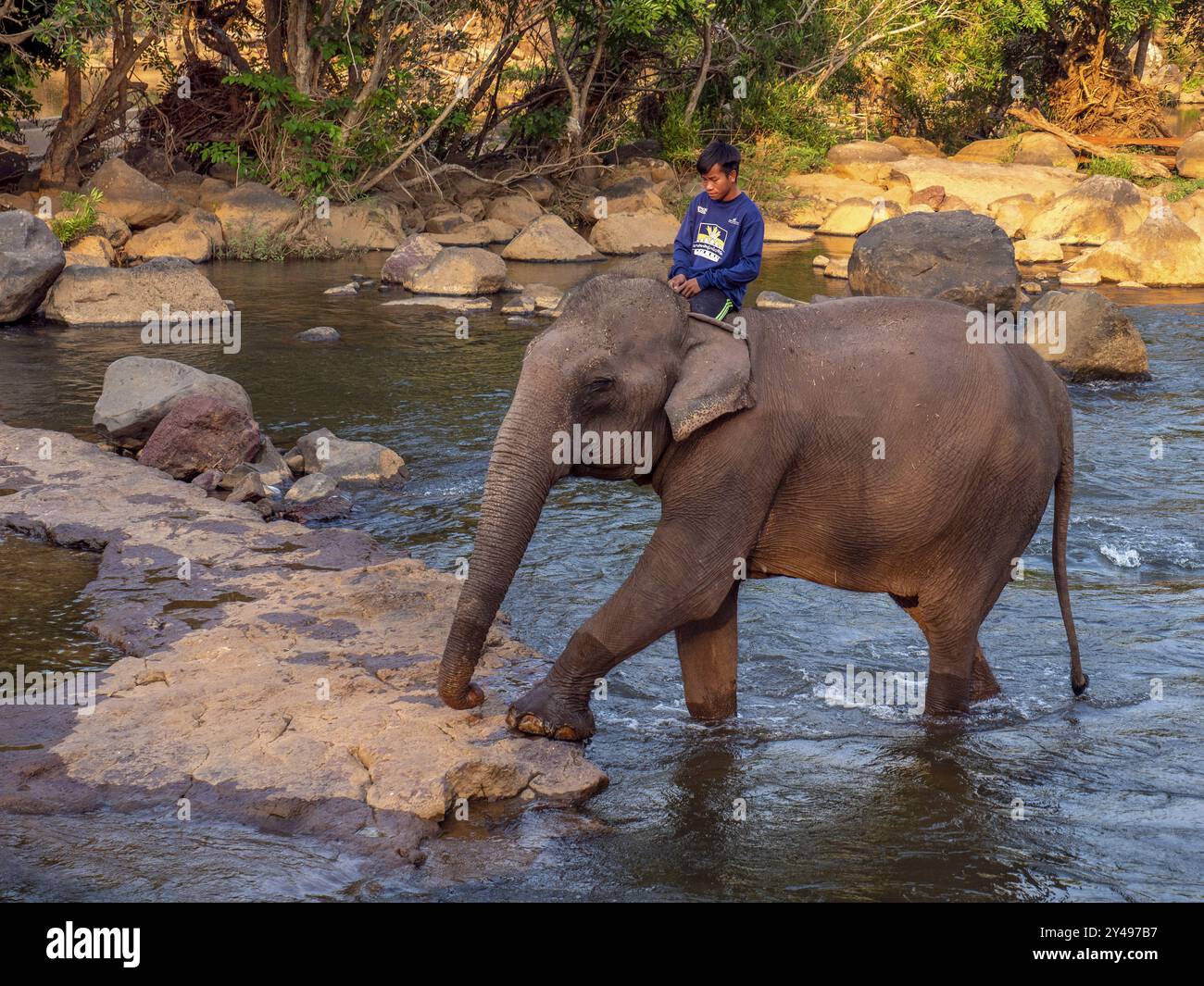 LAOS, CHAMPASAK PROVINCE, CHAMPASAK, BOLOVEN PLATEAU, ELEPHANT OF THE ...