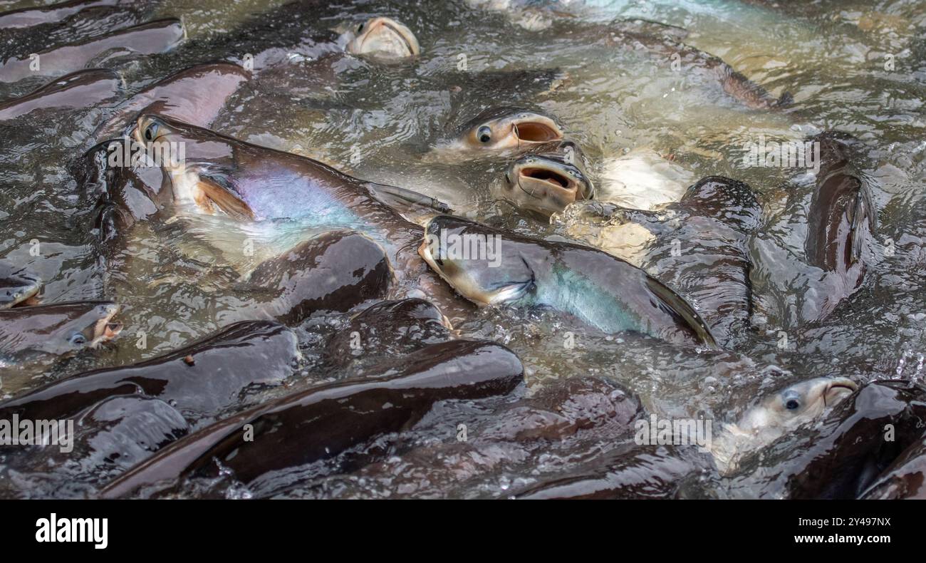 feeding cat fish Stock Photo - Alamy