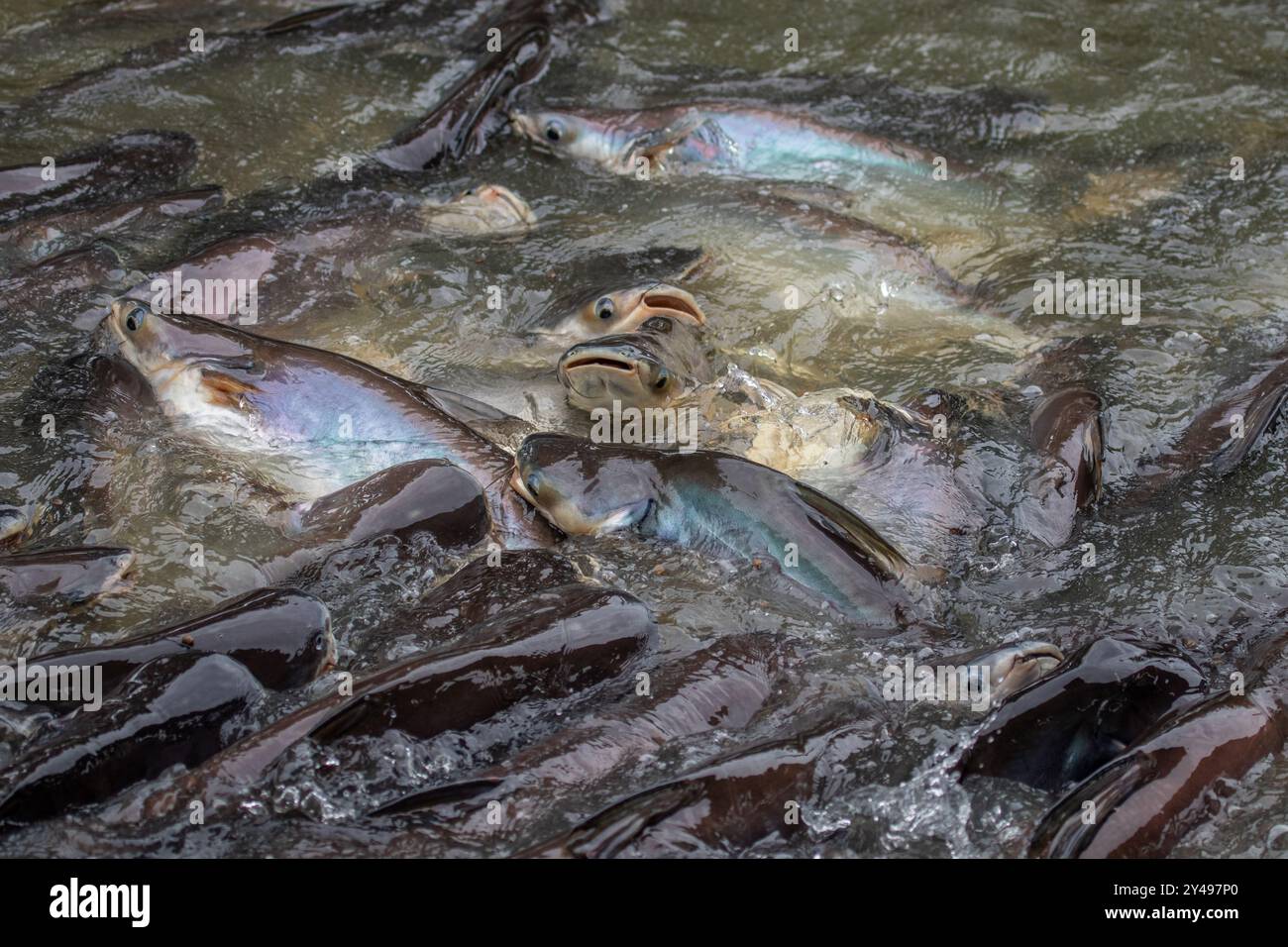 feeding cat fish Stock Photo - Alamy