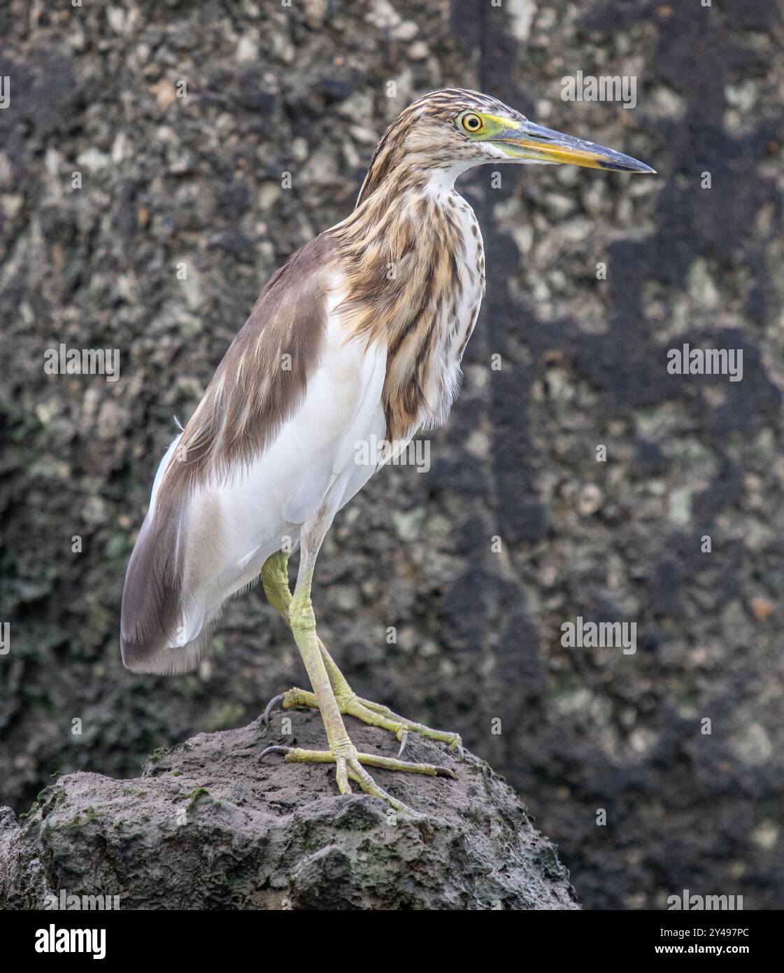 Indian pond heron Stock Photo - Alamy
