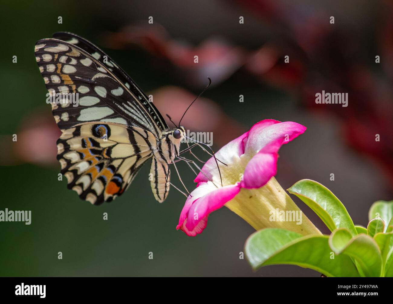 Lime swallowtail hi-res stock photography and images - Alamy
