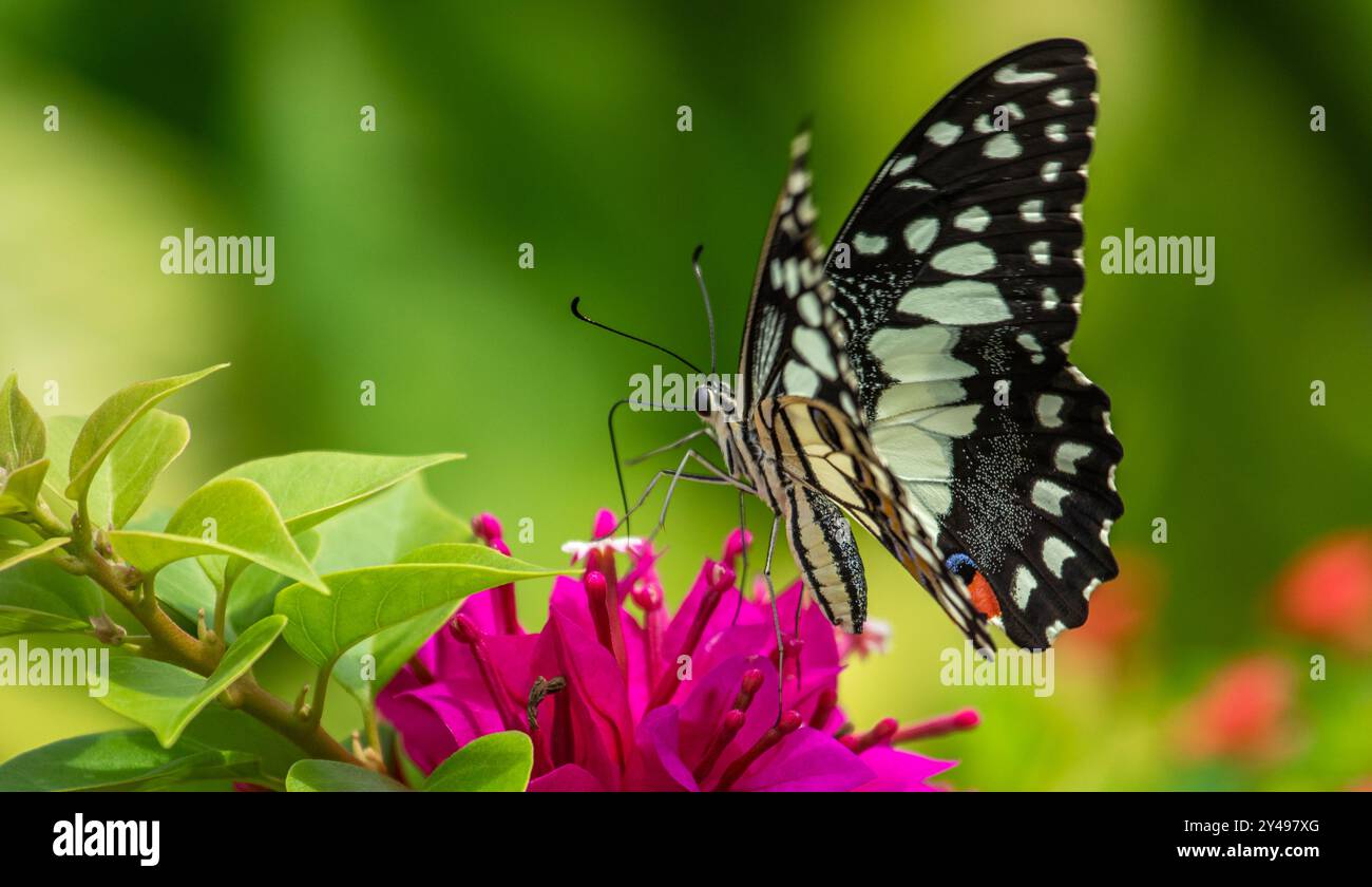 Lime swallowtail hi-res stock photography and images - Alamy