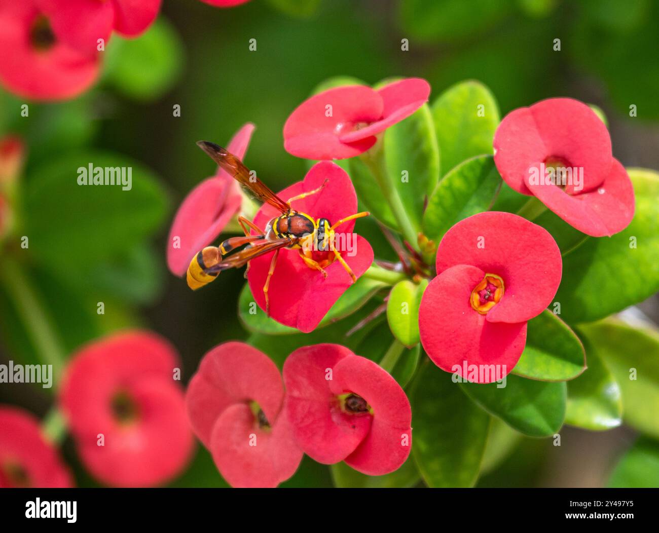 Mud dauber wasp species hi-res stock photography and images - Alamy