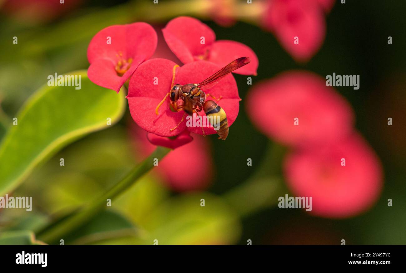Mud dauber wasp species hi-res stock photography and images - Alamy