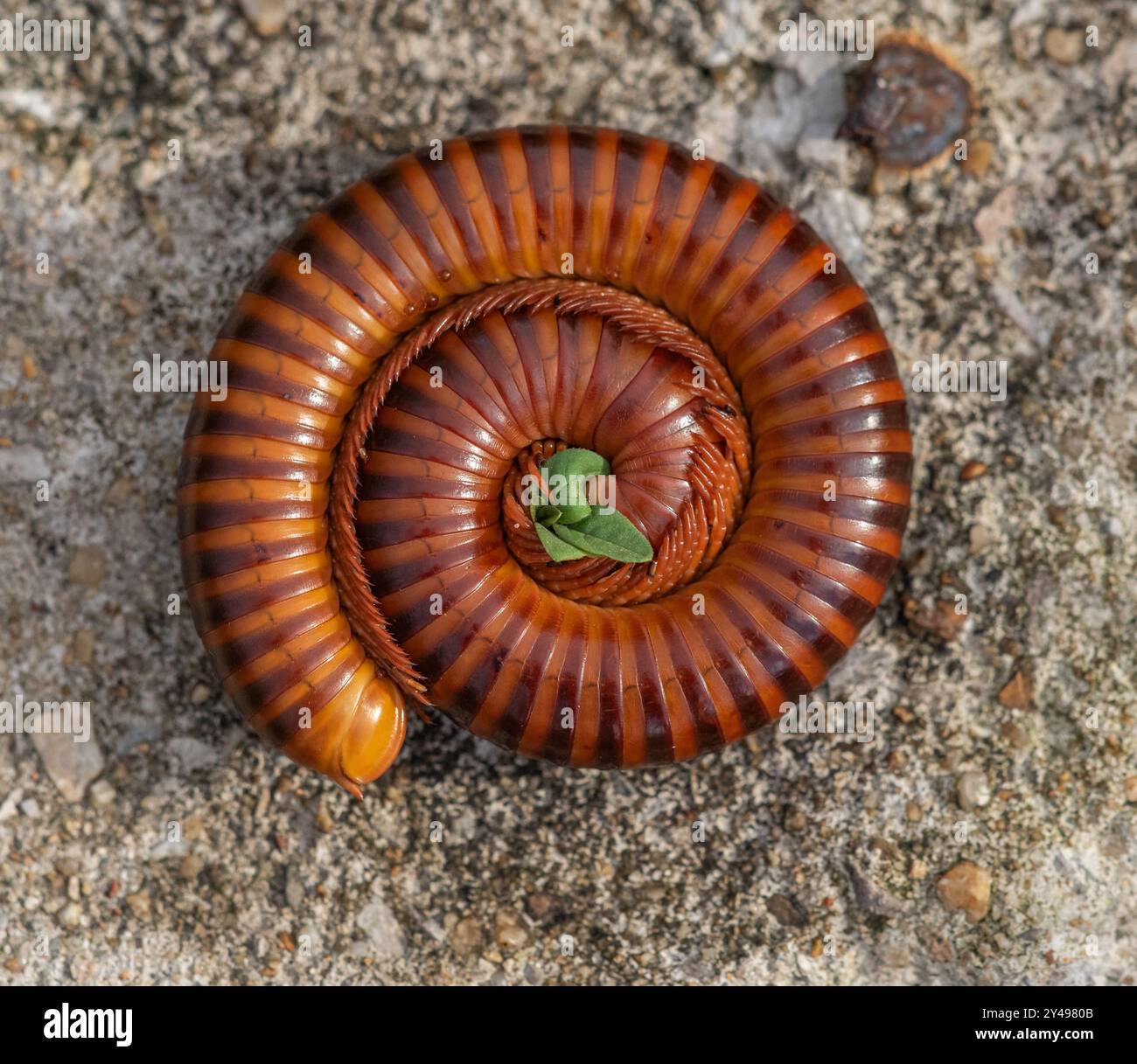 Millipede walking on ground macro hi-res stock photography and images ...