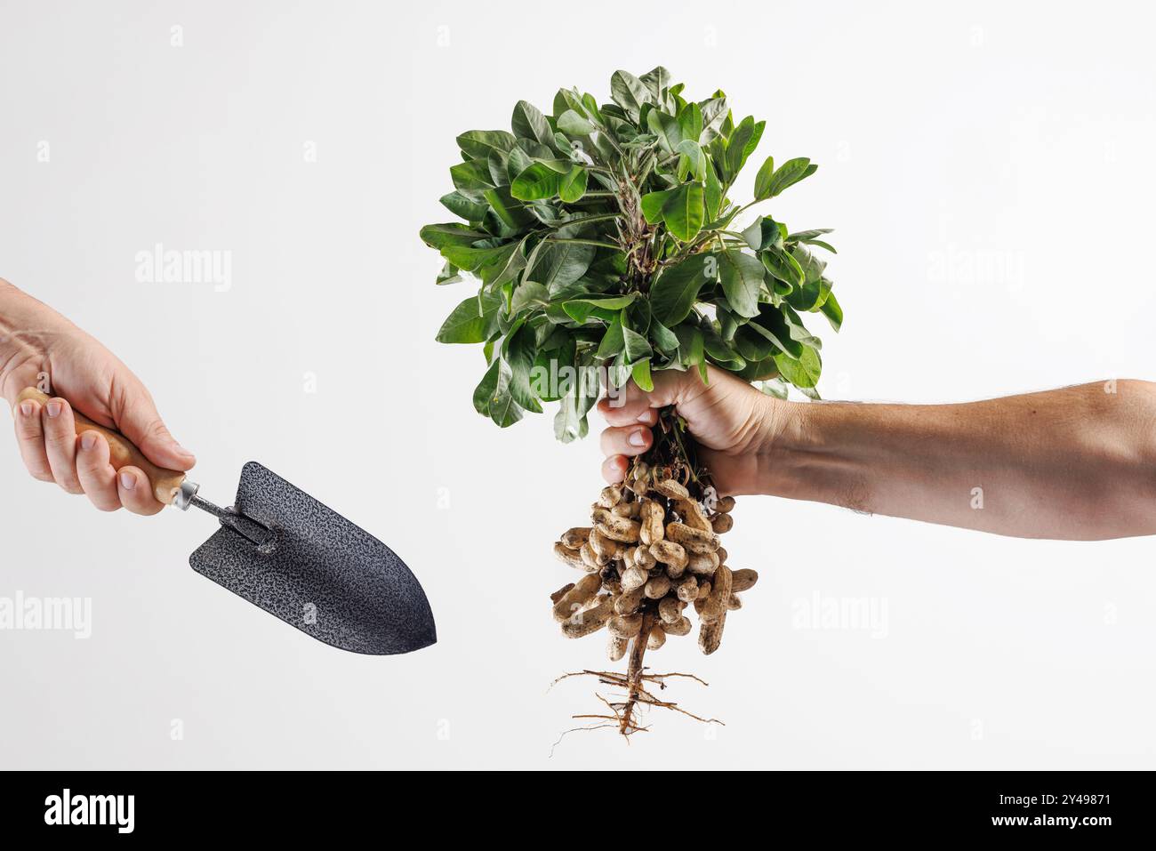 Farmer's hand holding a bunch of fresh peanuts with green leaves on a ...