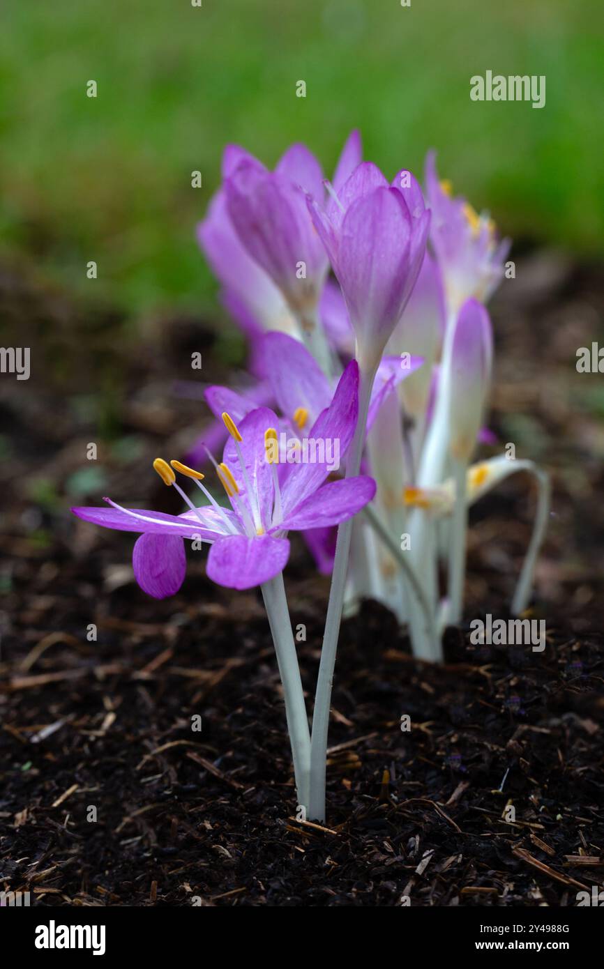 Closeup of flowers of Giant Meadow Saffron (Colchicum speciosum ...