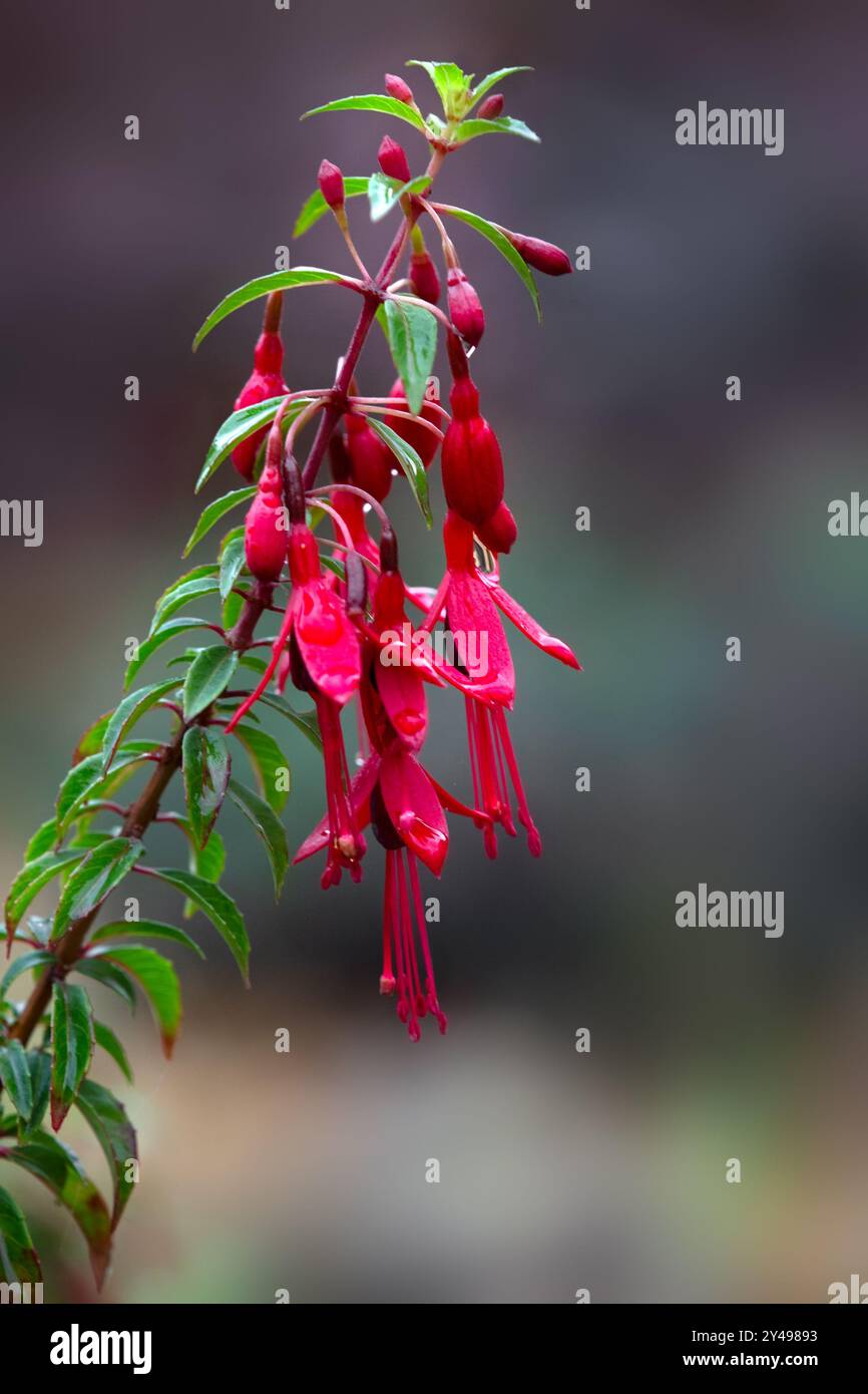 Closeup of flowers of Fuchsia microphylla 'David' in a garden in late ...