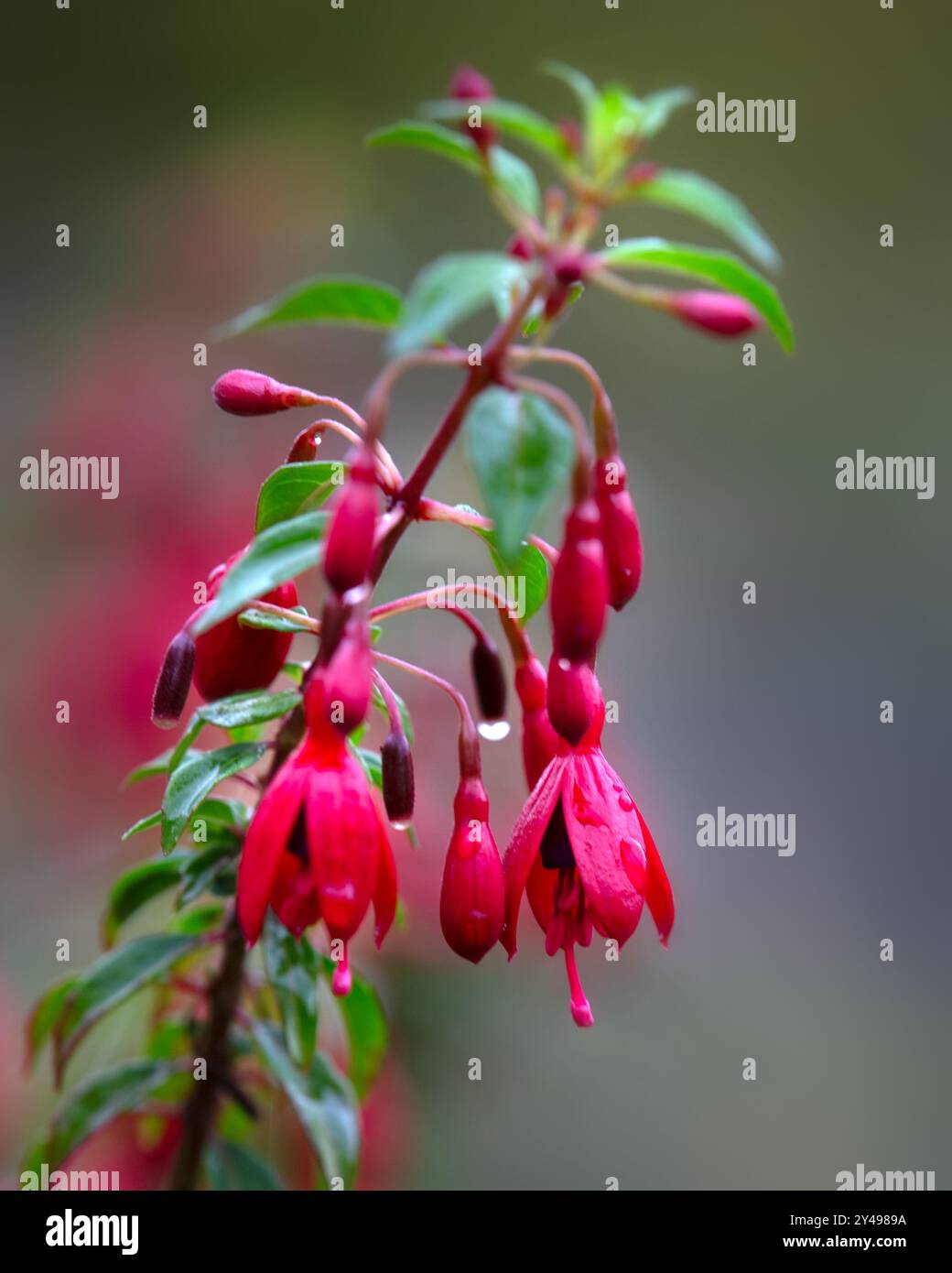 Fuchsia microphylla david hi-res stock photography and images - Alamy