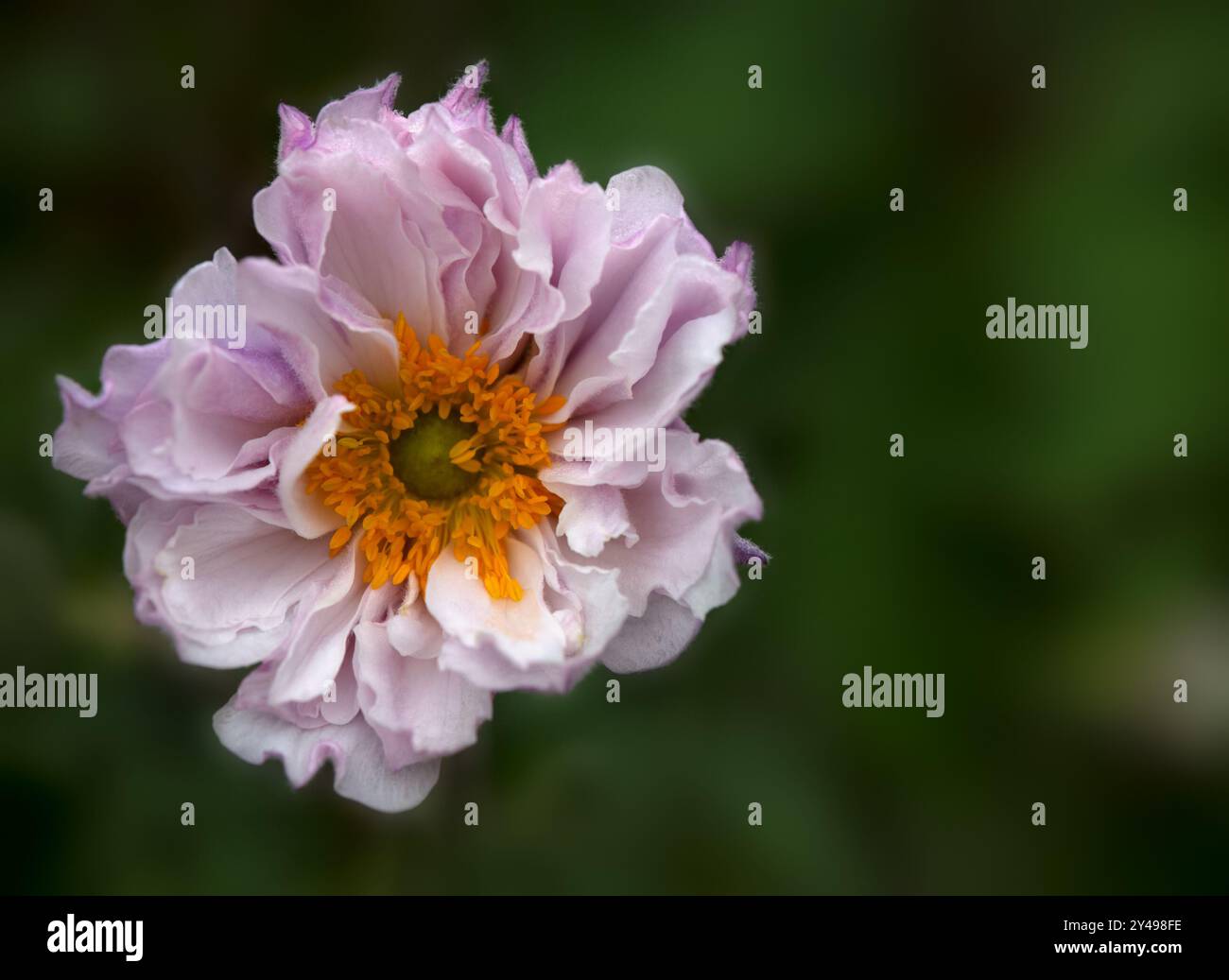 Closeup of a single flower of windflower (Anemone 'Frilly Knickers') in ...
