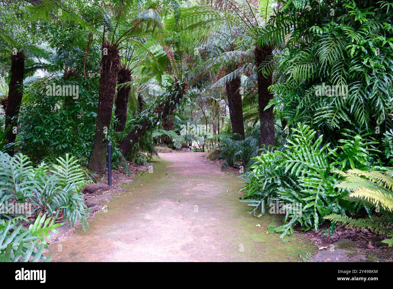 The Fernery section with rainforest species such as Tree Ferns in the ...