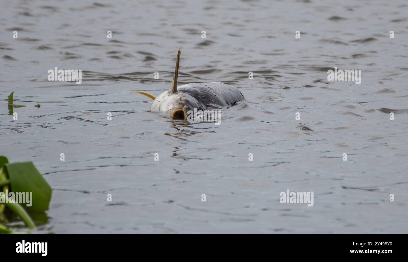 Dead body floating hi-res stock photography and images - Alamy